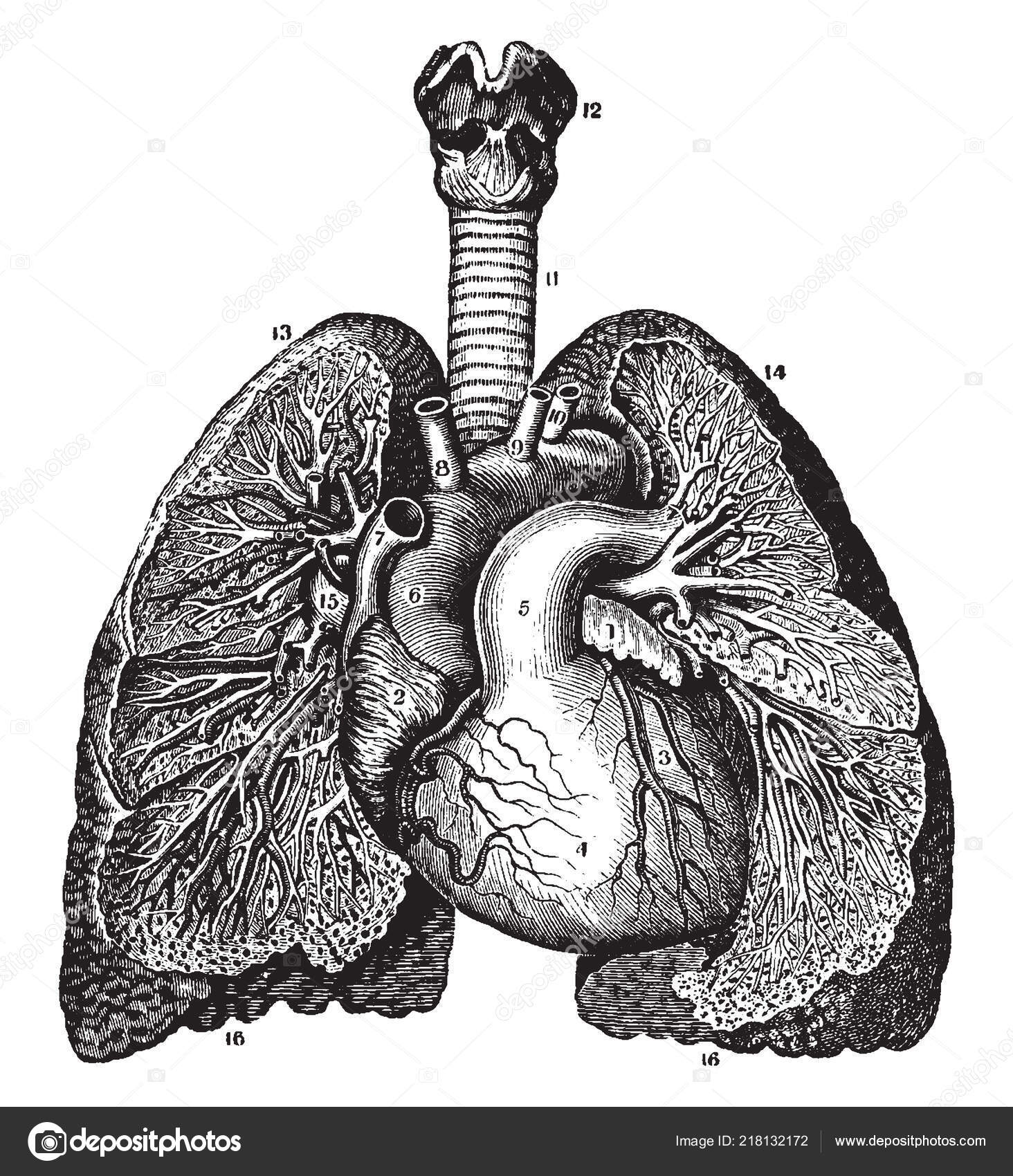 Human Lungs And Heart Drawing