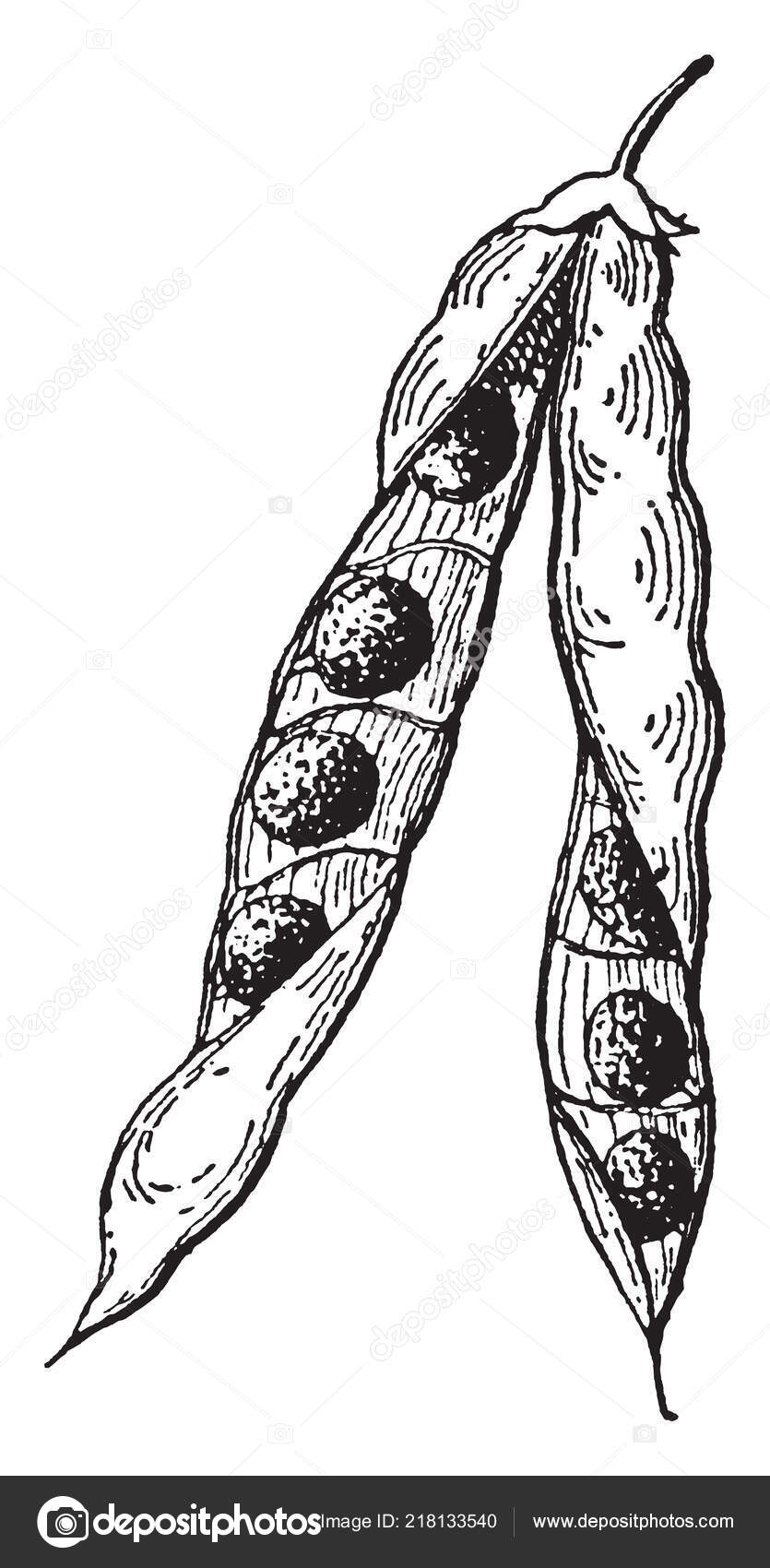 Seed Attach Carpel Carpel Shape Constricted Just Pocket Vintage Line ...