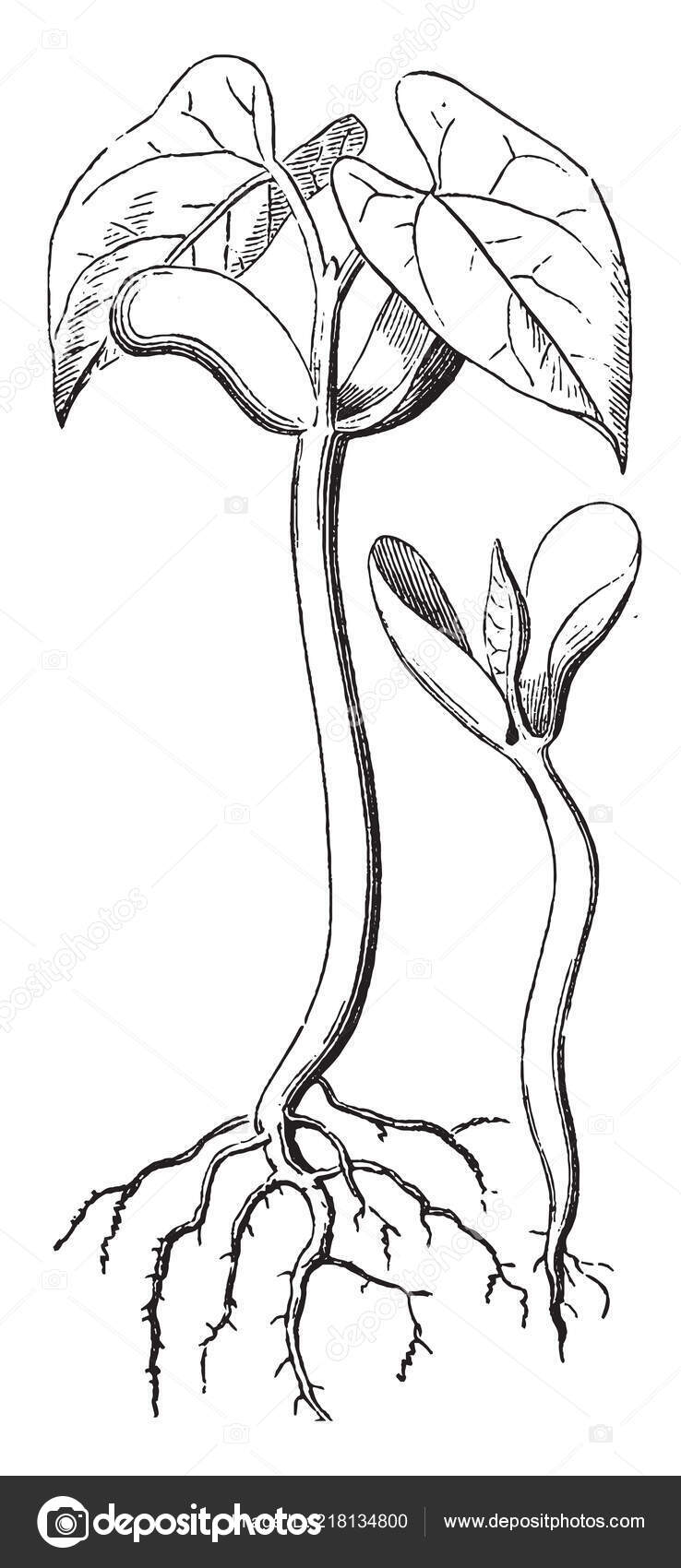 Una Imagen Que Muestra Plántulas Más Avanzadas Planta Frijol Dibujo ...