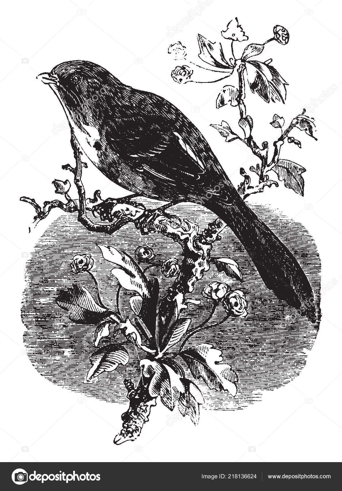 Bearded Tit One Most Common Species Titmouse Vintage Line Drawing Stock ...