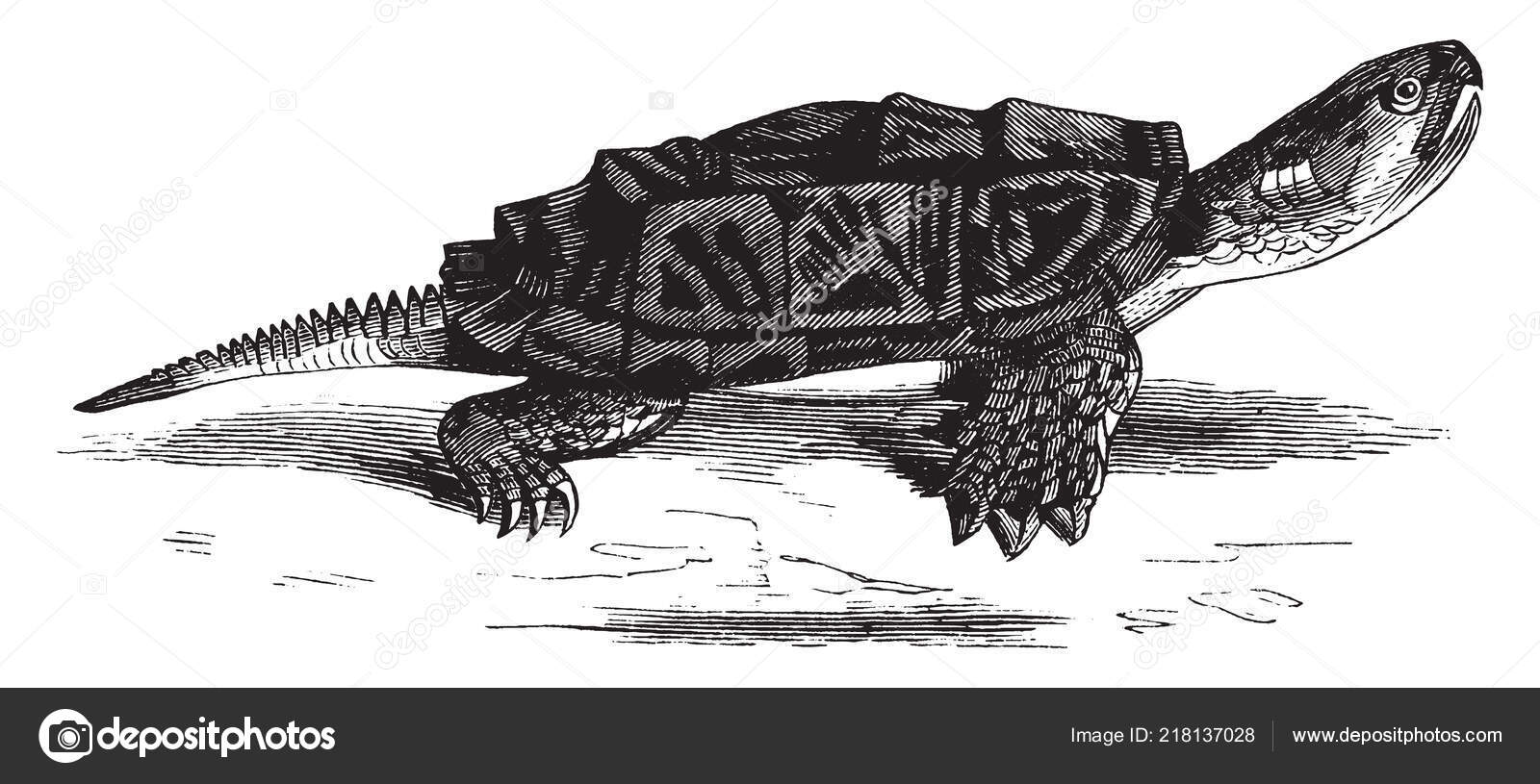 Snapping Turtle Art