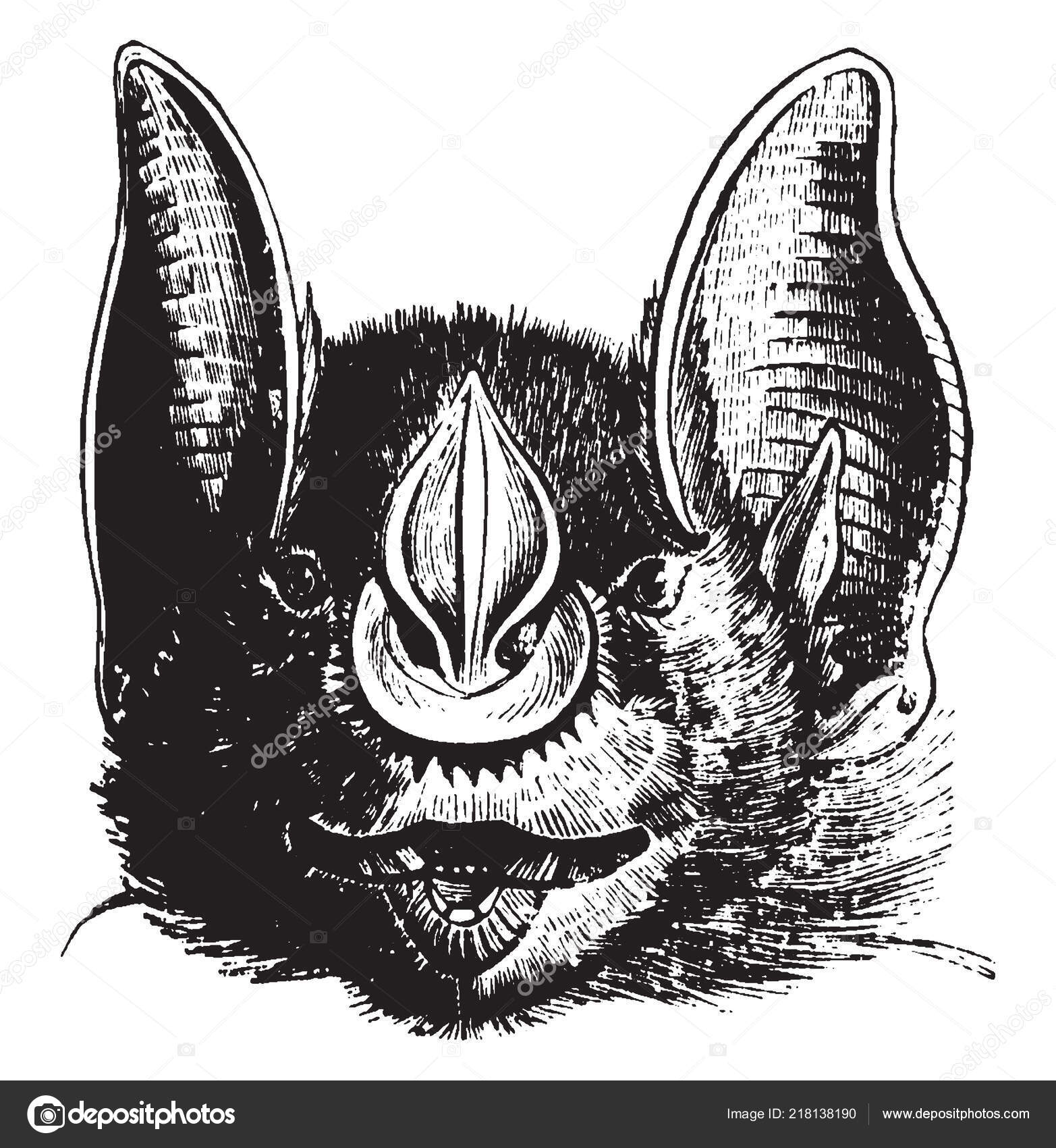 Javelin Bat Large Carnivorous Spearnose Bat Tropical America ...