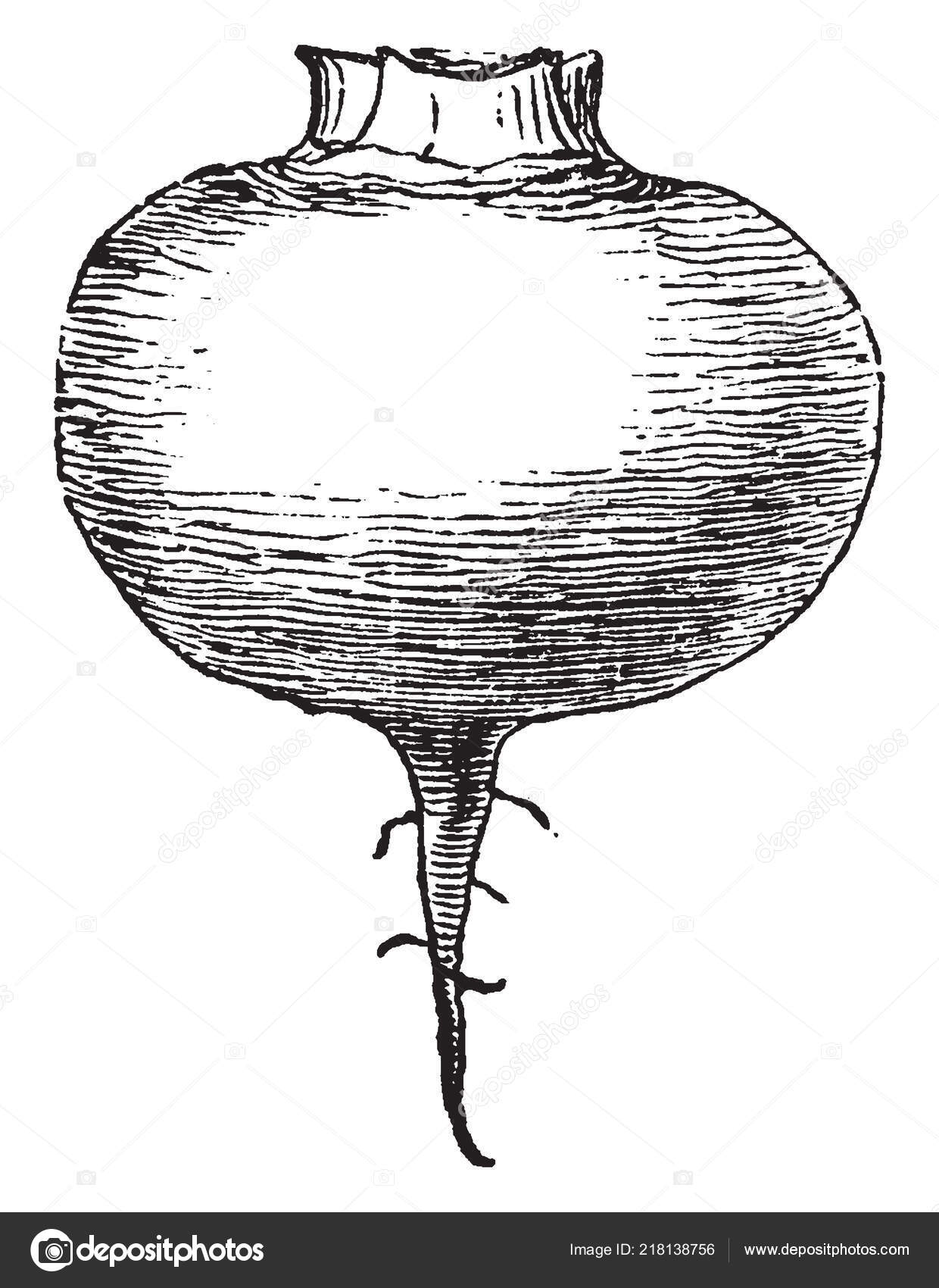 Image Taproot Shape Taproots Can Vary Circle Conical Vintage Line Stock ...