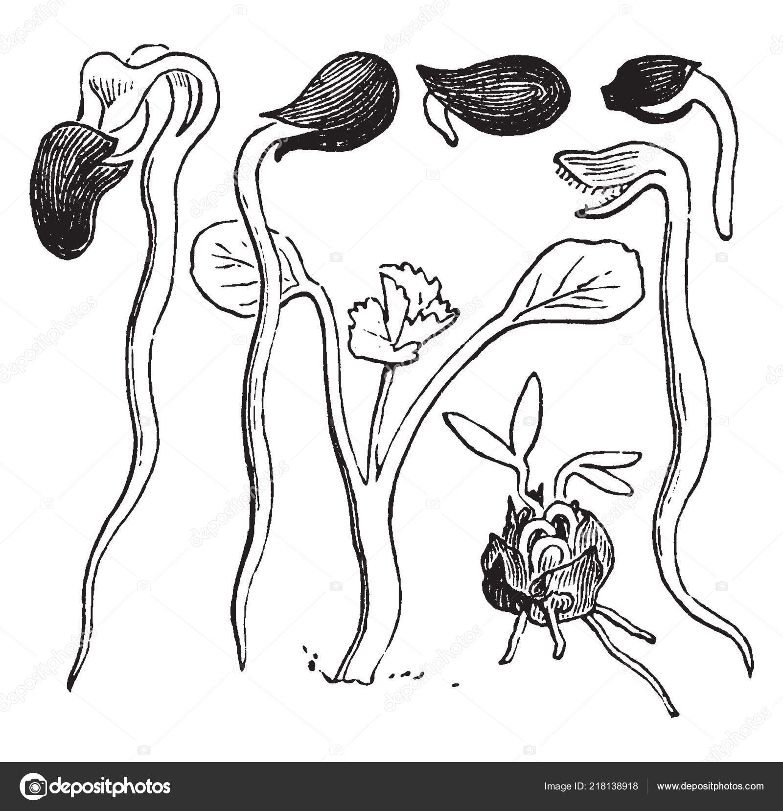 Image Showing Seeds Germinating Central Figure Shows Plant Which Has ...
