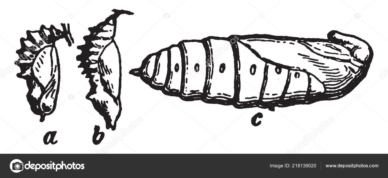 Chrysalis Which Pupae Many Lepidoptera Vintage Line Drawing Engraving ...