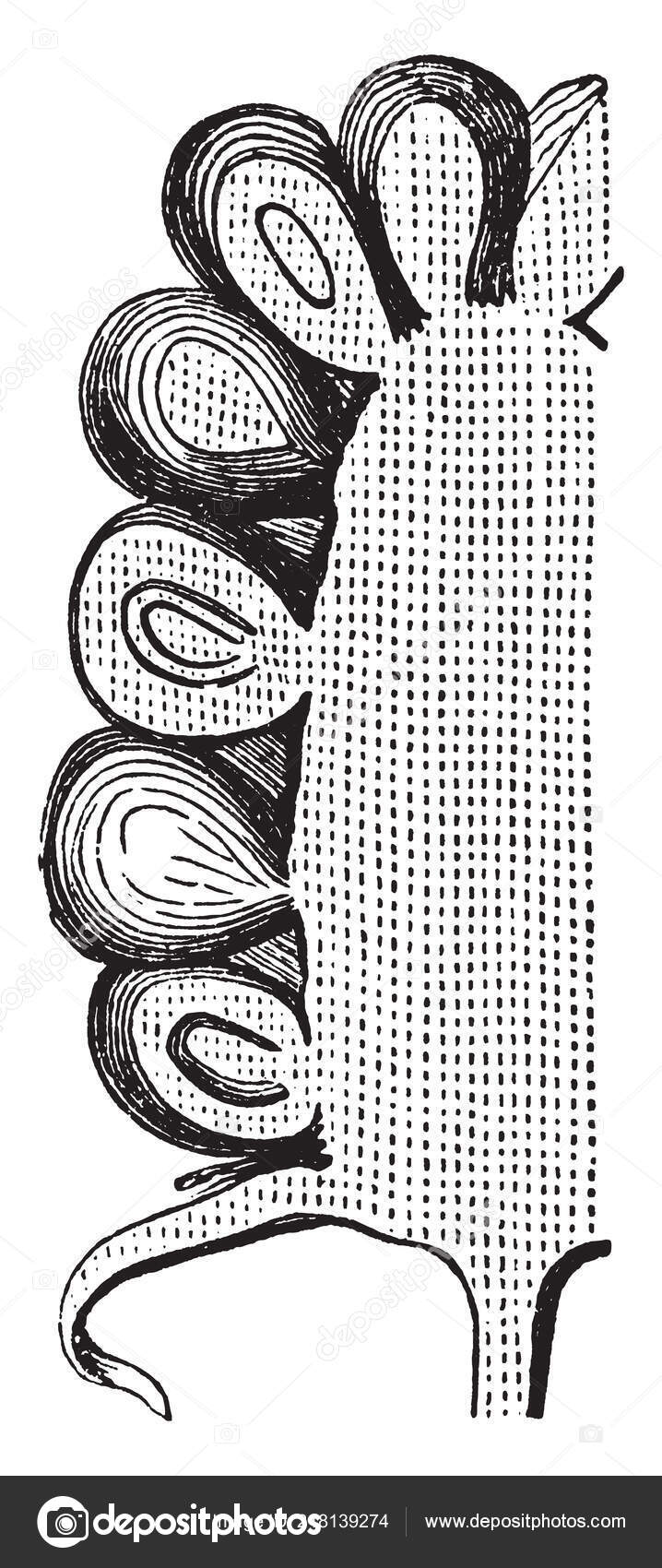 Section Part Blackberry Small Seed Many Seed Drupelets Produce Single ...