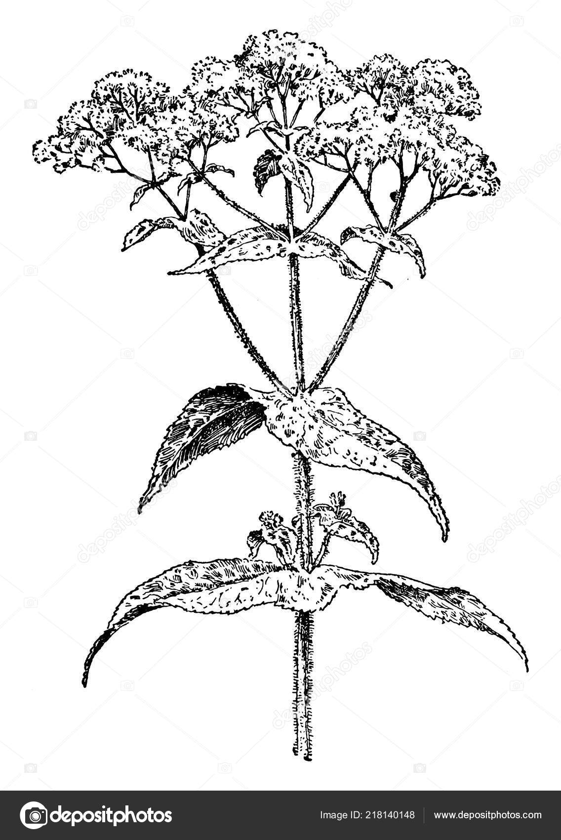 Bonset Leaves Oppositely Arranged Stem Node Heart Shaped Leaves Flower ...