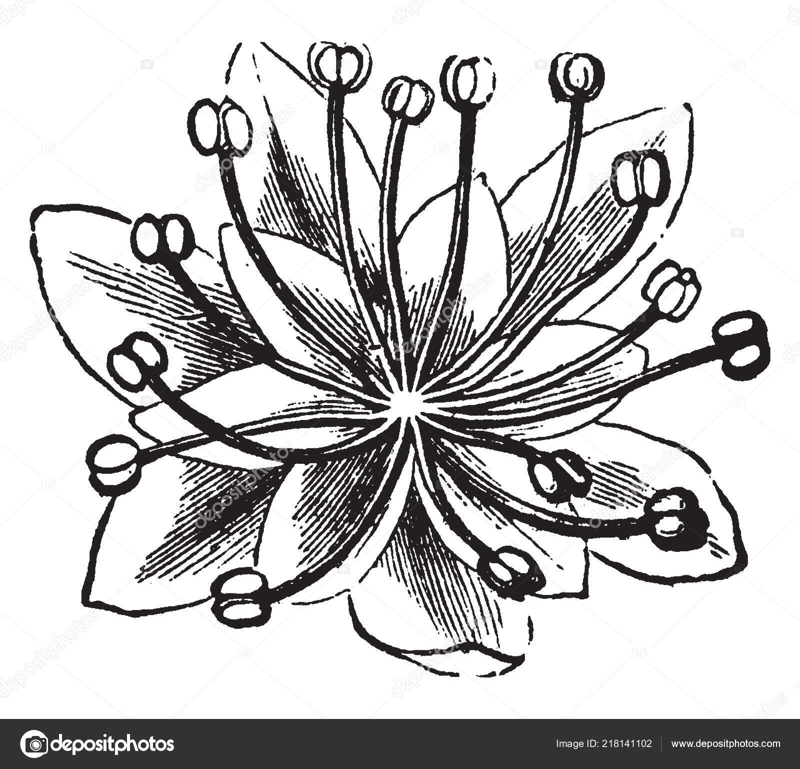 Picture Shows Staminate Moonseed Flower Has Multiple Stamens One Stigma ...
