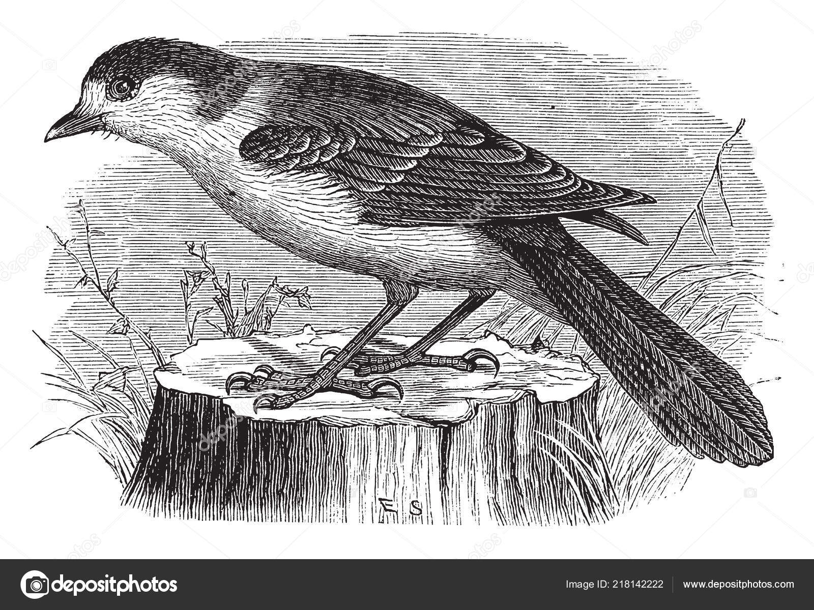 Illustration Represents Canada Jay Vintage Line Drawing Engraving ...