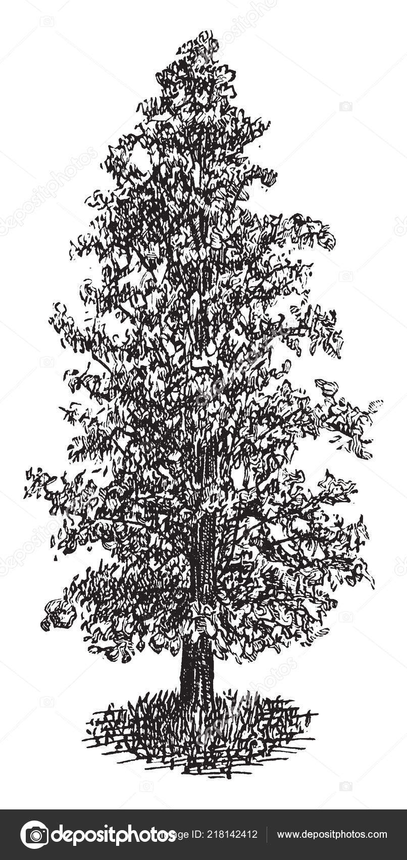 Swamp Cypress Tree Drawing