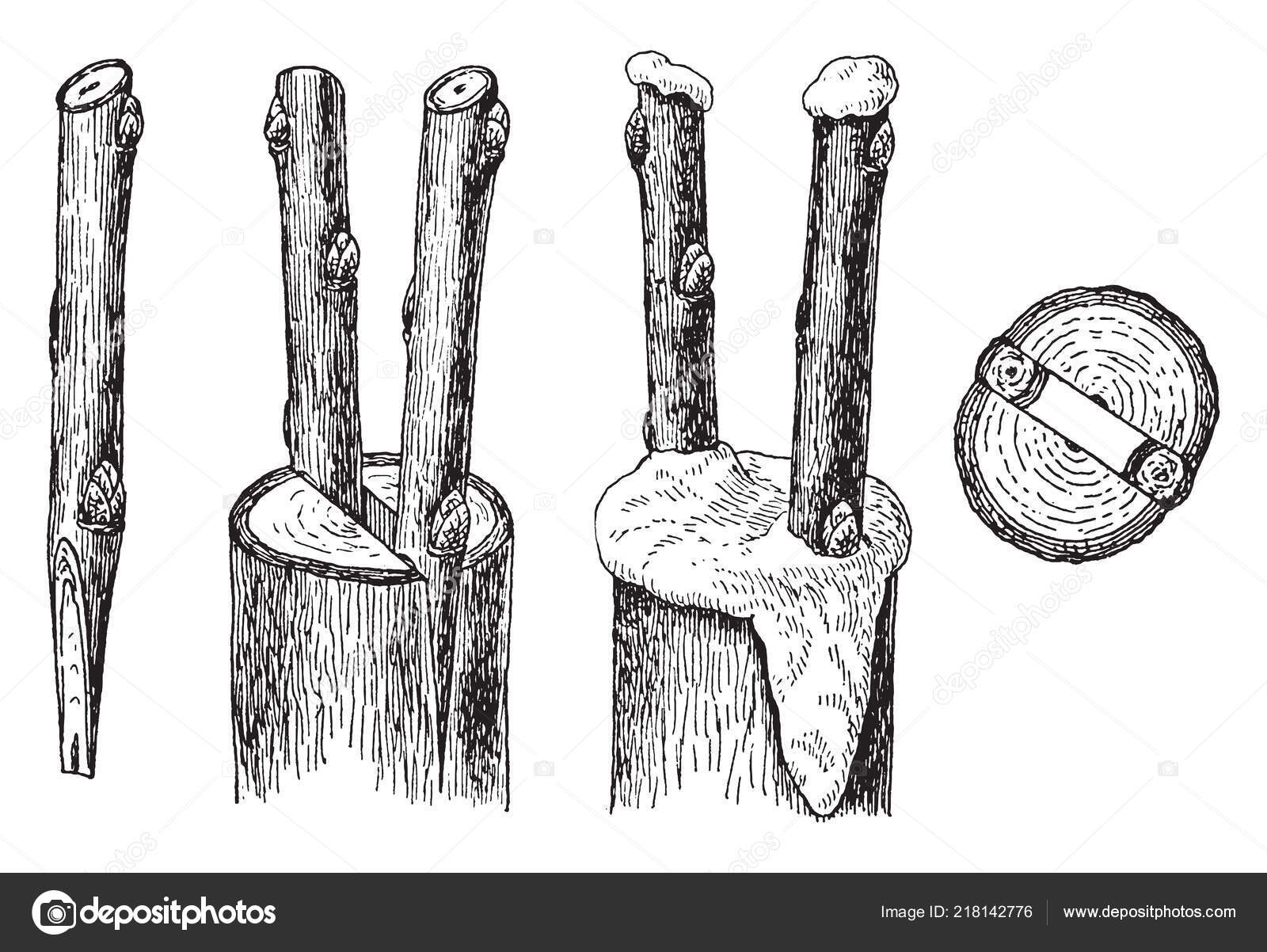 Illustration Represents Cleft Grafting Which Allows Union Rootstock ...
