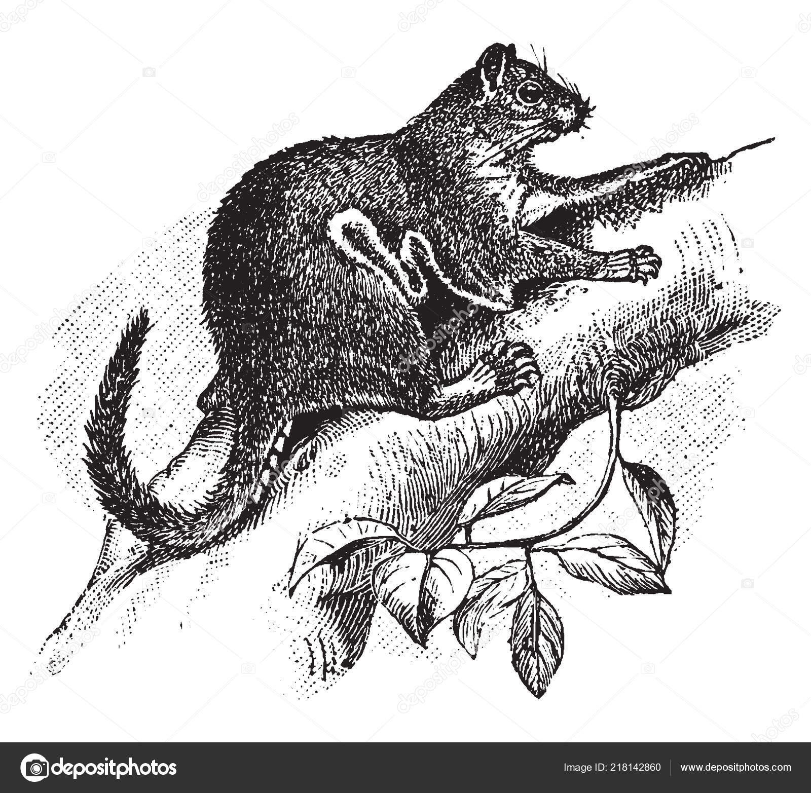 Scale Tailed Squirrel Remarkable Family Flying Rodents Africa Vintage ...