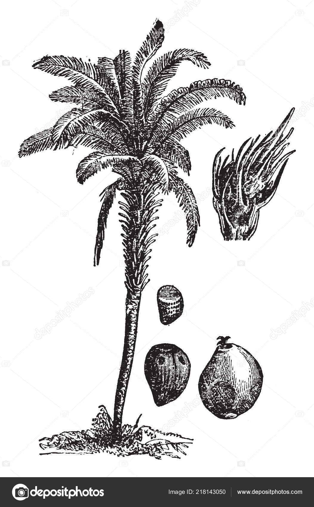 Picture That's Showing Oil Palm Tree Plant Very Long Thick Stock Vector ...