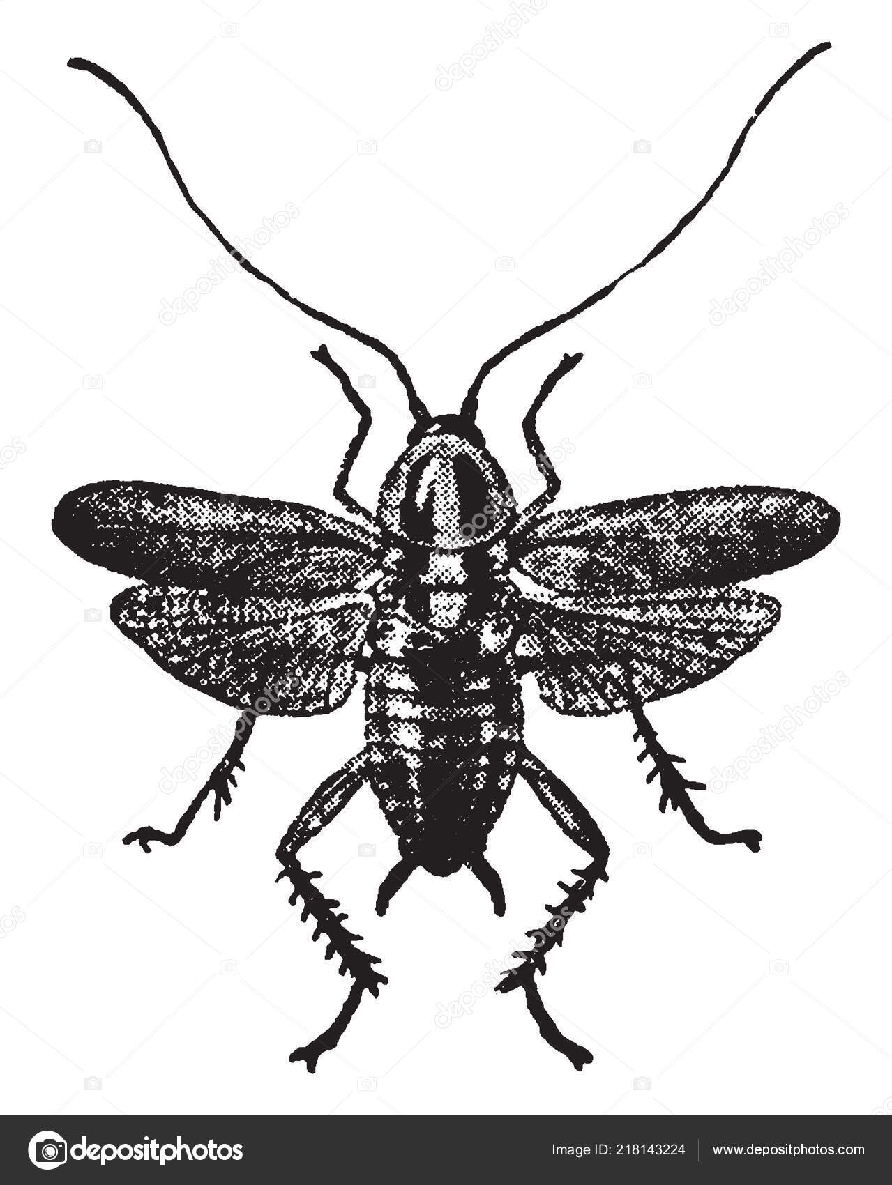 Croton Bug Adult Form Wings Spread Vintage Line Drawing Engraving Stock ...