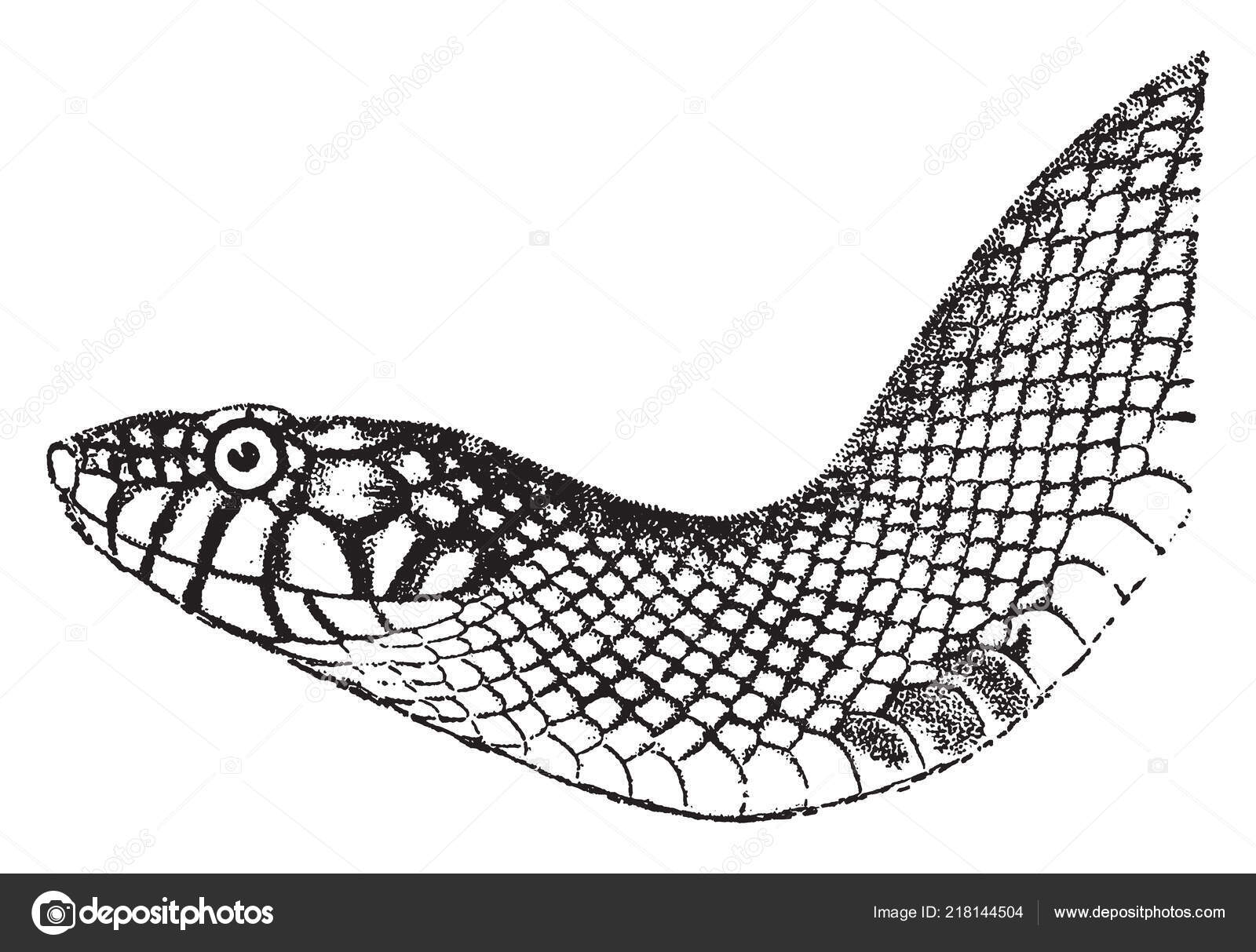 King Snakes Colubrid Snakes Members Genus Lampropeltis Which Include ...