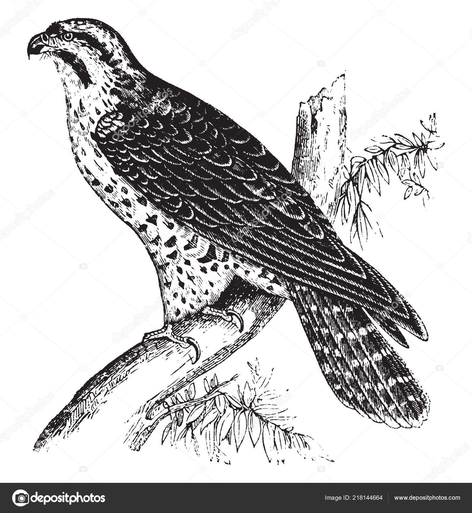 Dessin Au Trait De Faucon