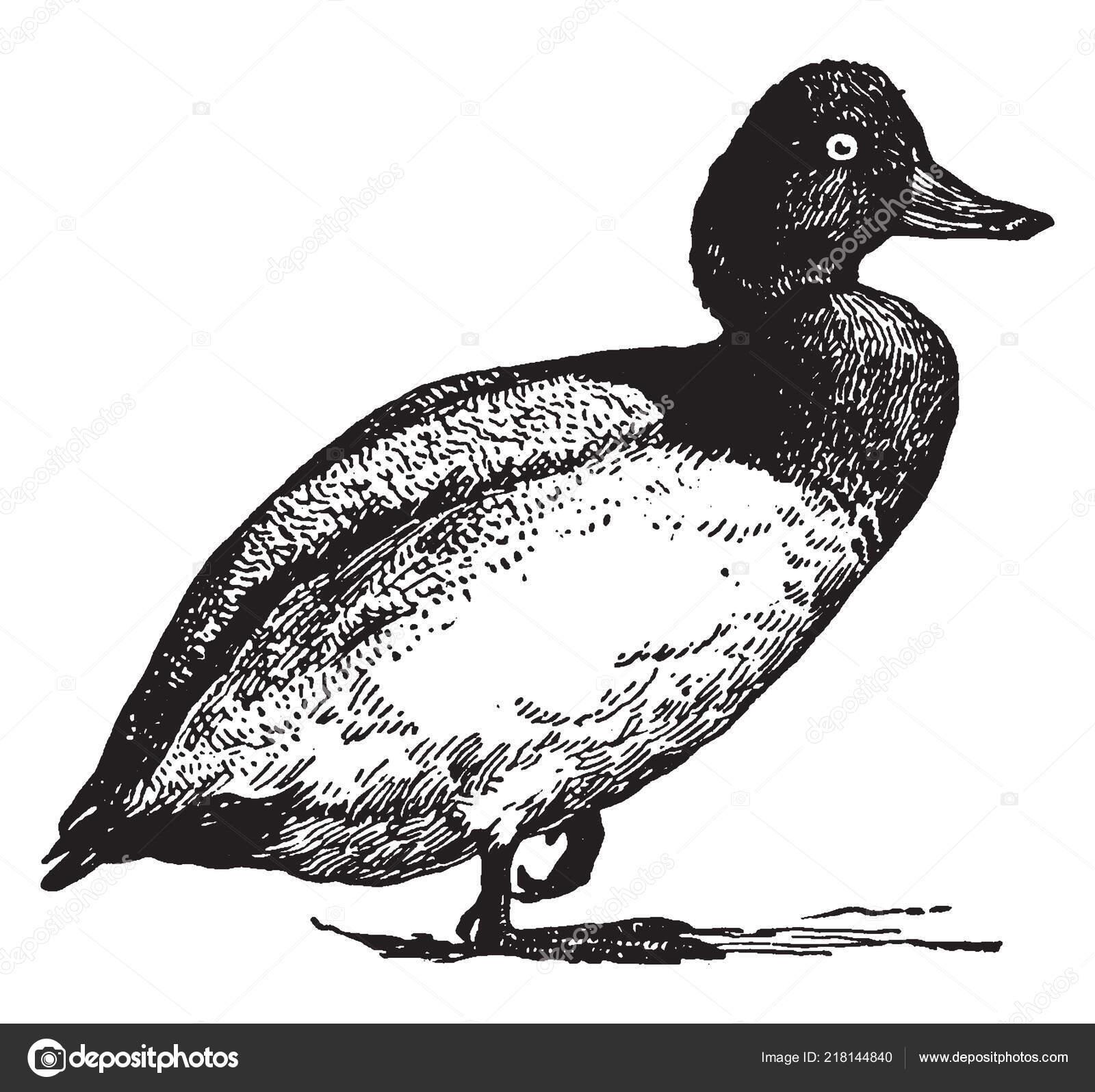 Scaup Duck Winter Visitor United States Southern Europe Vintage Line ...
