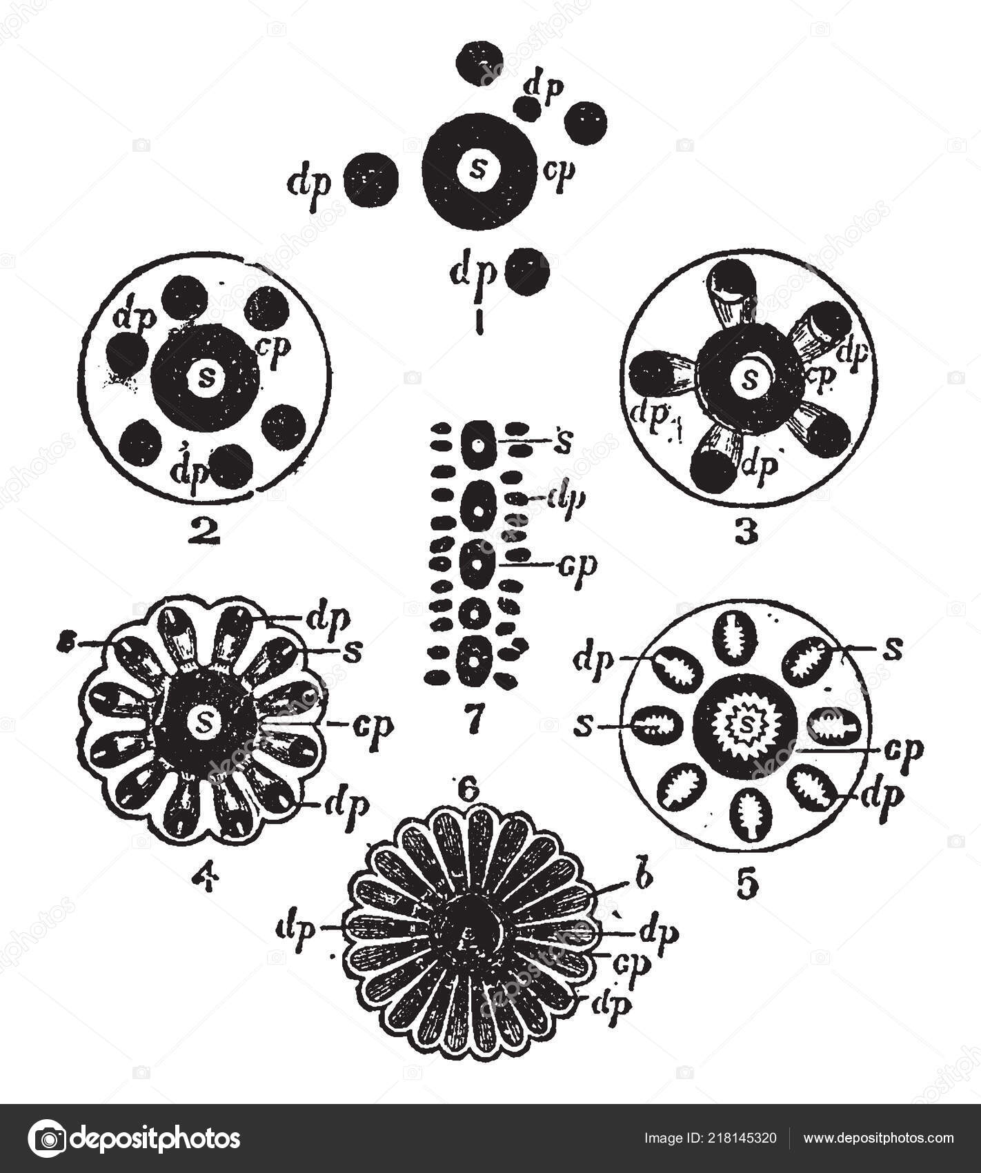 Stylasteridae Family Cnidarians Class Hydrozoa Vintage Line Drawing ...