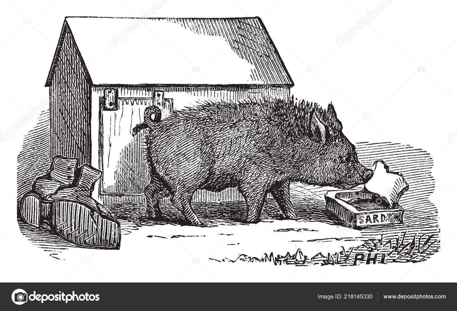 Pot Bellied Pig Exonym Lon Vintage Line Drawing Engraving Illustration ...
