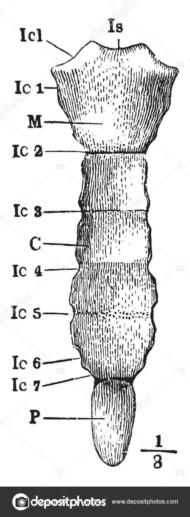 Illustration Represents Ventral View Sternum Vintage Line Drawing ...