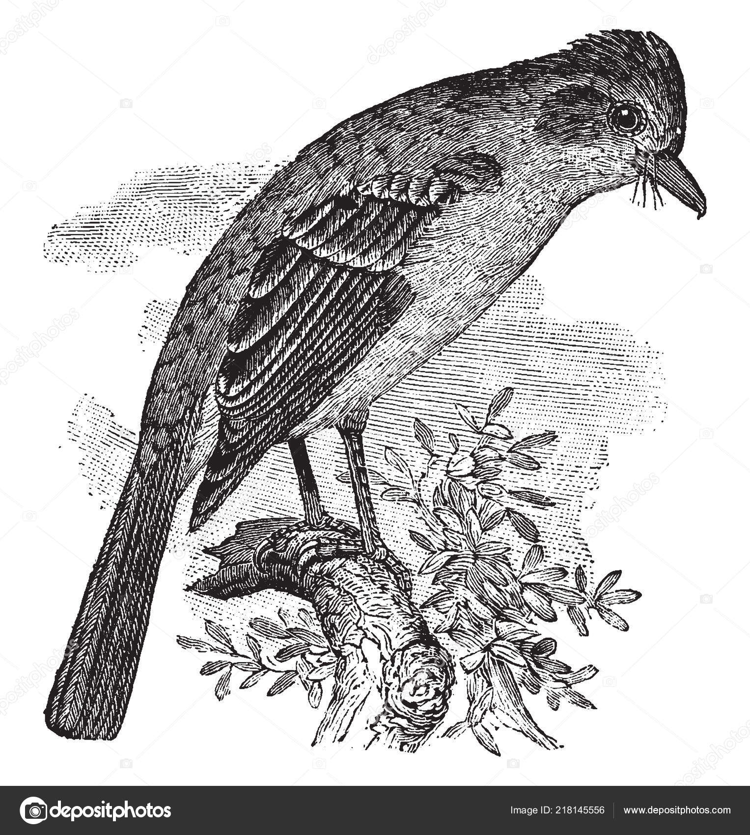 Illustration Represents Ash Throated Flycatcher Vintage Line Drawing ...