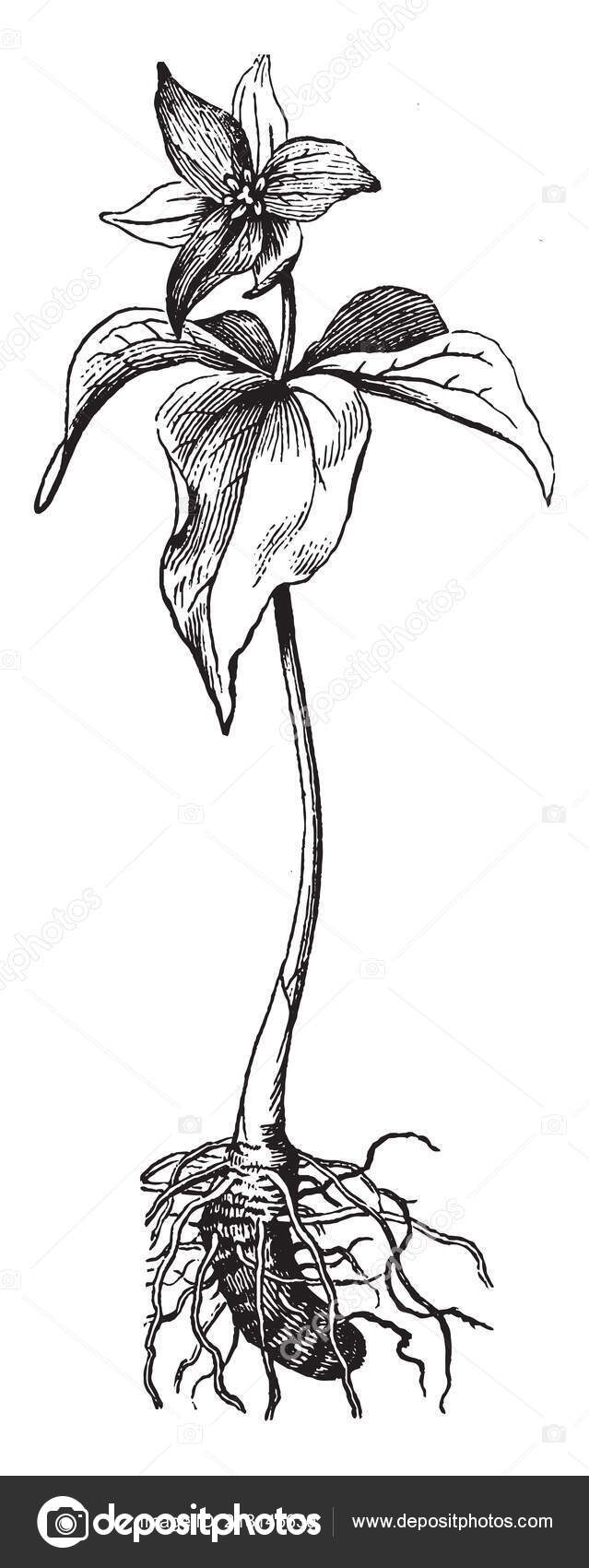 Stem Closed Middle Part Flower Stem Arise Middle Main Stem Stock Vector ...