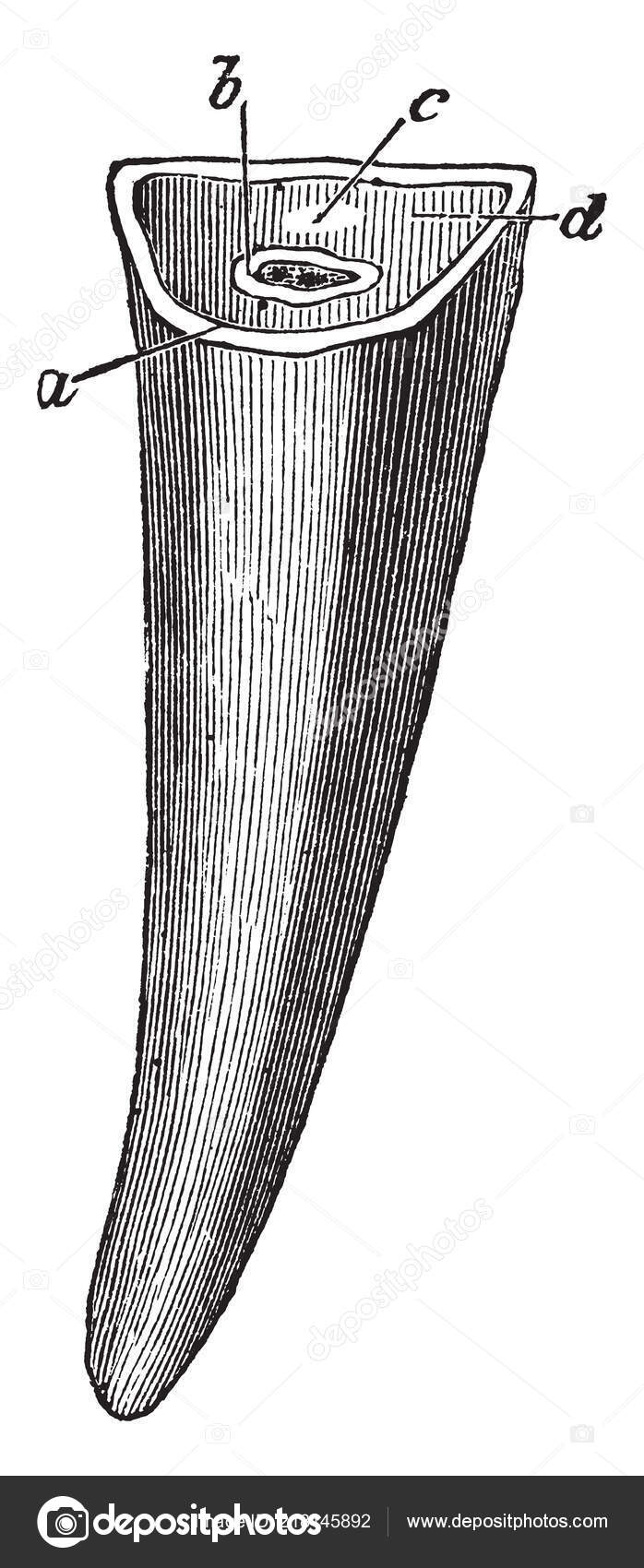 Horse Incisor Tooth Which Inner Layer Enamel Infundibulum Vintage Line ...