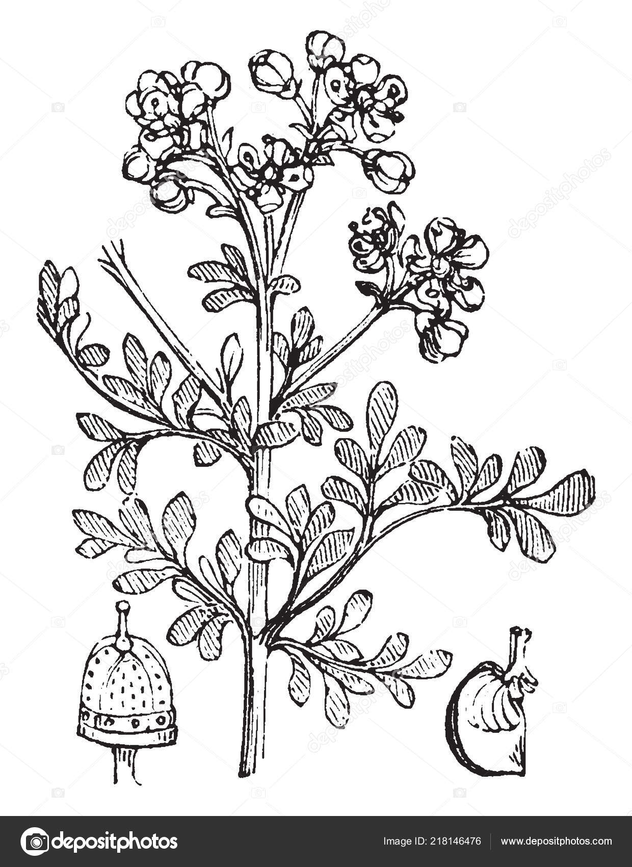 Rue plant drawing | Picture Showing Rue Plant Flowers Usually Yellow ...