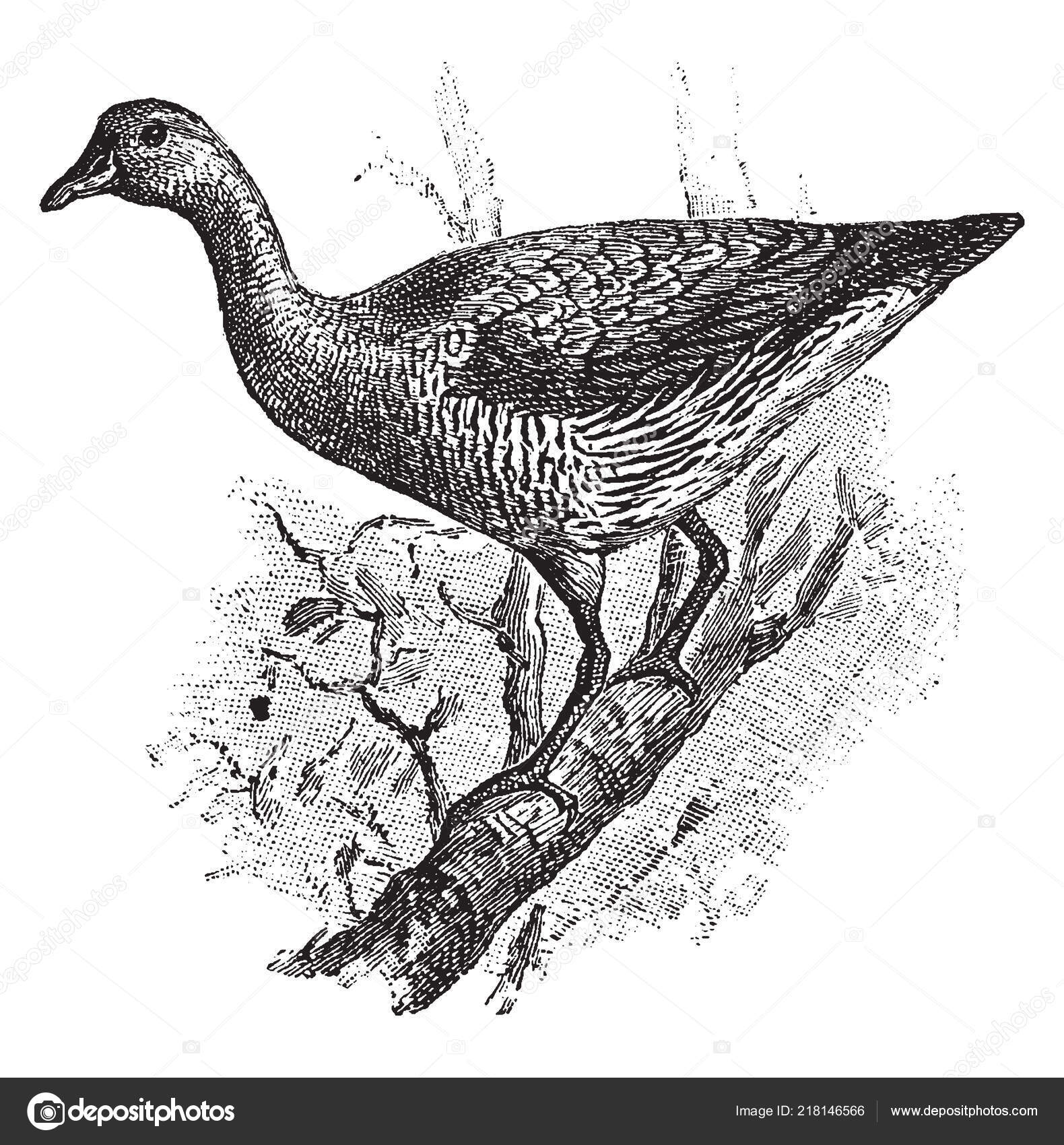 Australian Tree Duck Bill Longer Its Head Curved Downward Vintage Stock ...