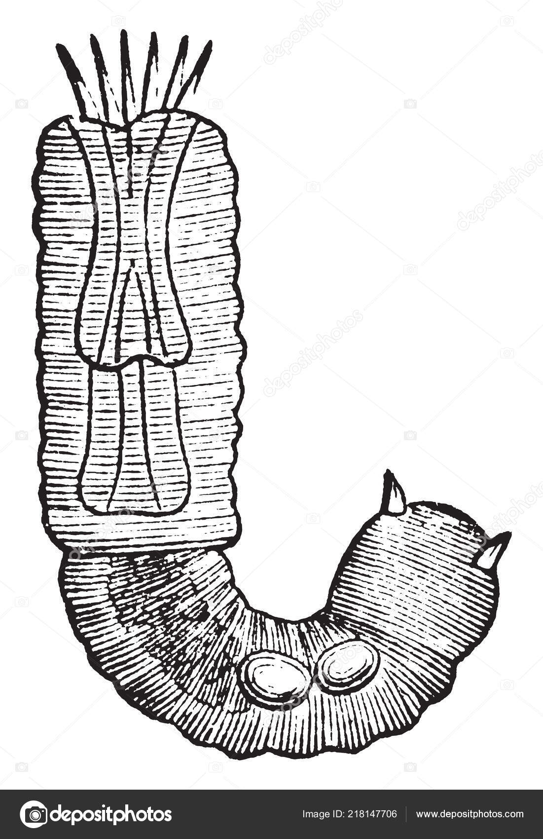 Gordian Worm Beginning Protrude Oral Apparatus Vintage Line Drawing ...