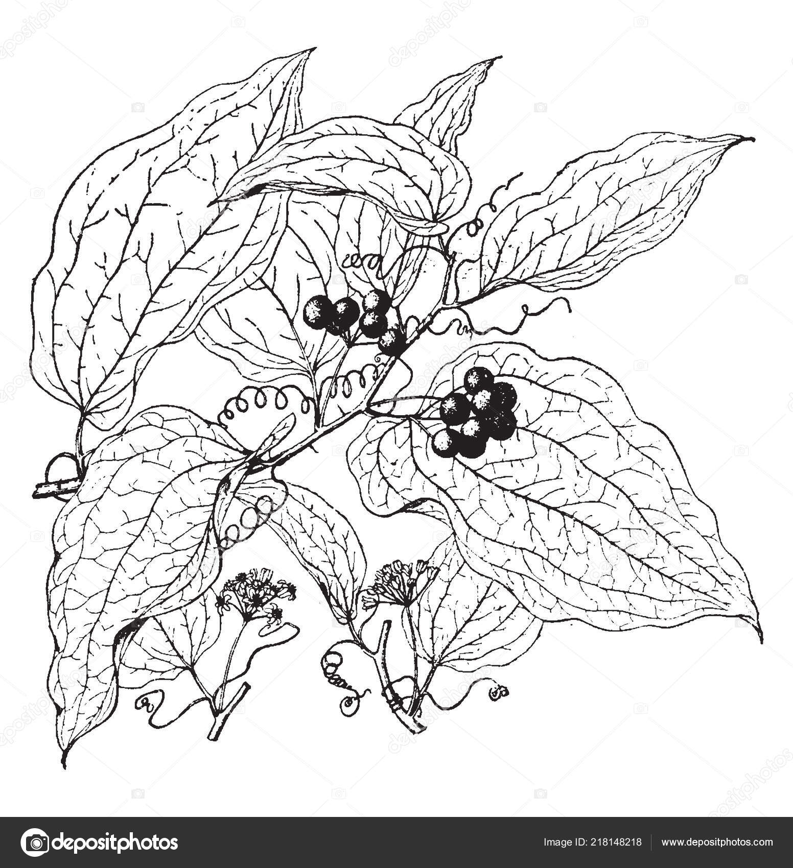 Picture Shows Hispida Smilax Plant Plant Has Needle Bite Leaves Stock ...