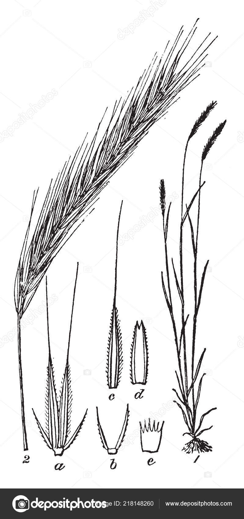 Image Rye Looks Wheat Used Fodder Animals Vintage Line Drawing Stock ...