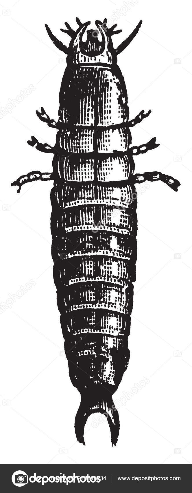 Fiery Hunter Beetle Which Belonging Family Carabidae Vintage Line ...