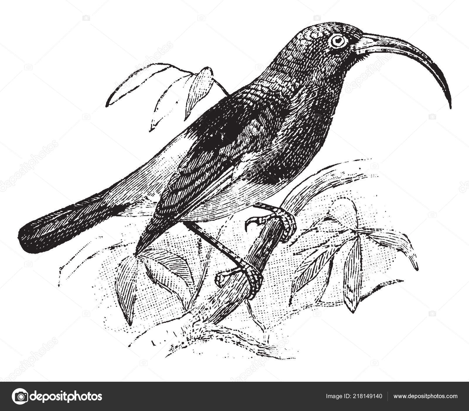 Sickle Billed Sunbird Long Downward Curved Bill Vintage Line Drawing ...