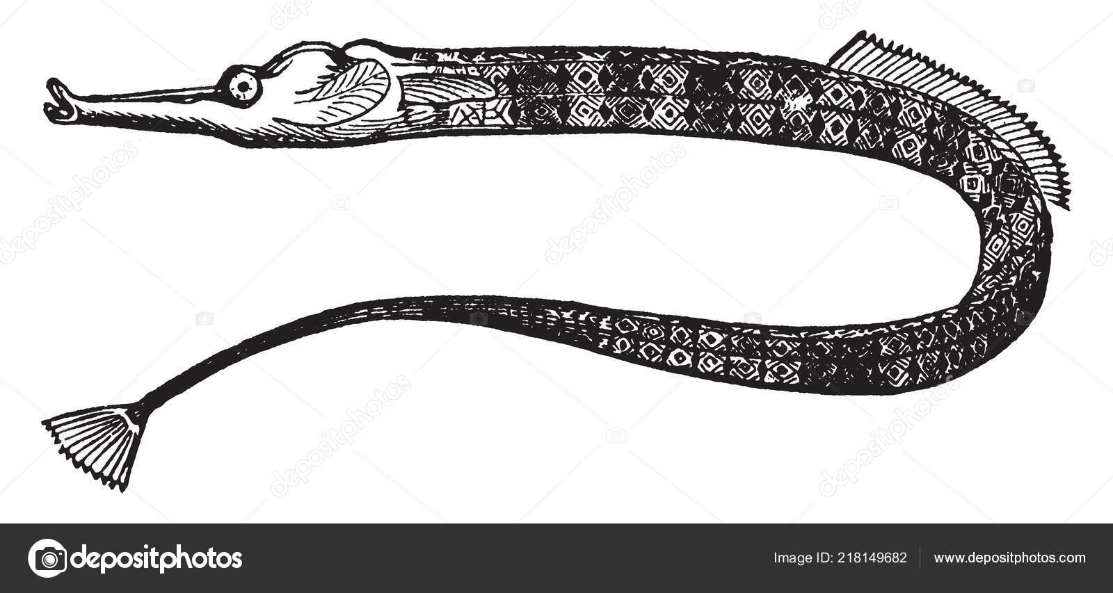 Great Pipefish Fish Long Body Slender Jaws Vintage Line Drawing Stock ...