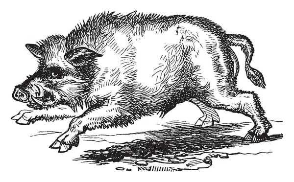 Boar or wild pig, vintage engraving. — Stock Vector © Morphart #9091676
