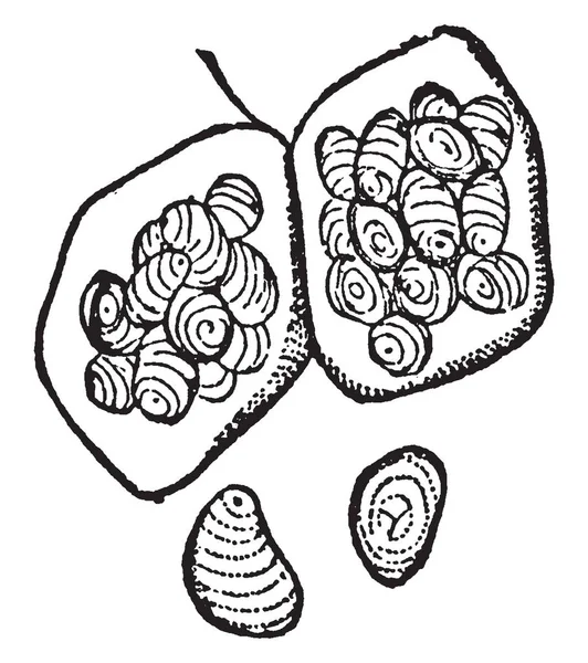 Diagram Represents Gastric Gland Vintage Line Drawing Engraving ...