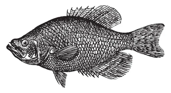 85 Crappie Stock Illustrations | Depositphotos®