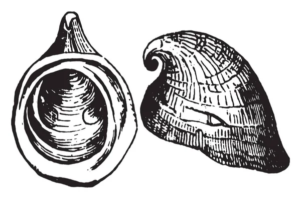 61 Limpet Vector Images | Depositphotos