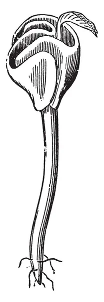 Plumule Vector Art Stock Images | Depositphotos