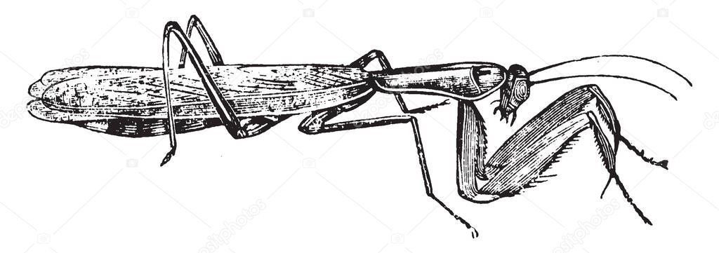 Voracious Stock Vectors, Royalty Free Voracious Illustrations ...