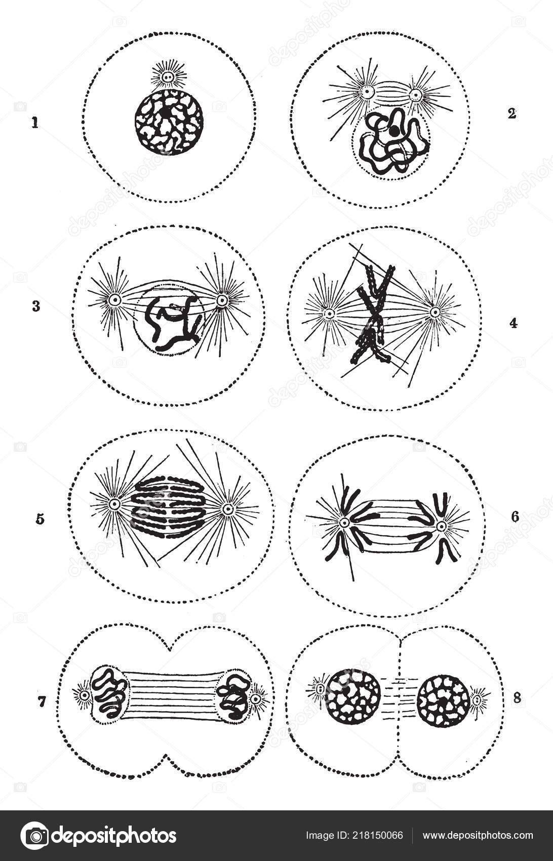 Cell Division Process Which Parent Cell Divides Two More Daughter Stock ...