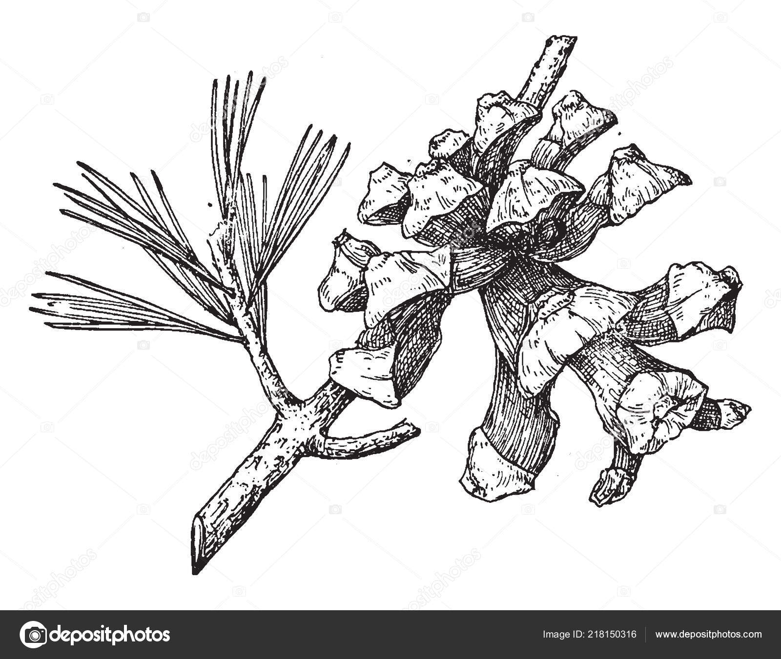 Picture Pine Cone Parry Pinyon Also Known Pinus Quadrifolia Vintage ...