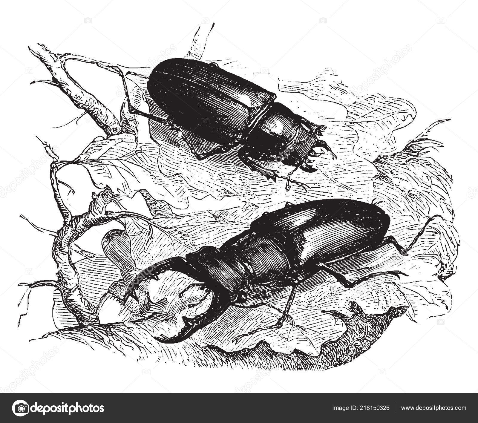 Stag Beetle Presently Classified Four Subfamilies Vintage Line Drawing ...