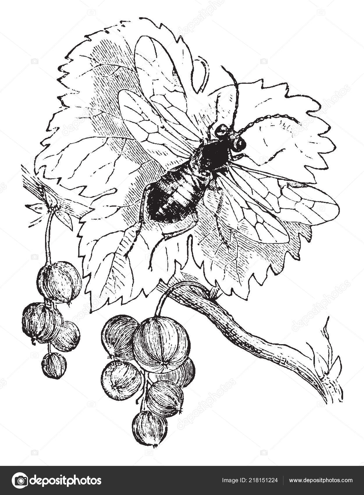 Gooseberry Sawfly Common Pest Gooseberries Vintage Line Drawing ...