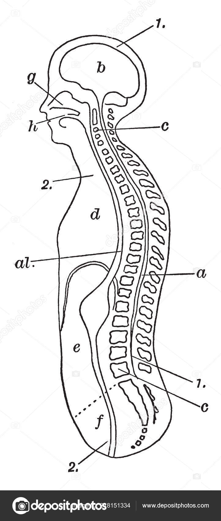 Diagrammatic sketch | Diagrammatic Longitudinal Section Trunk Head ...
