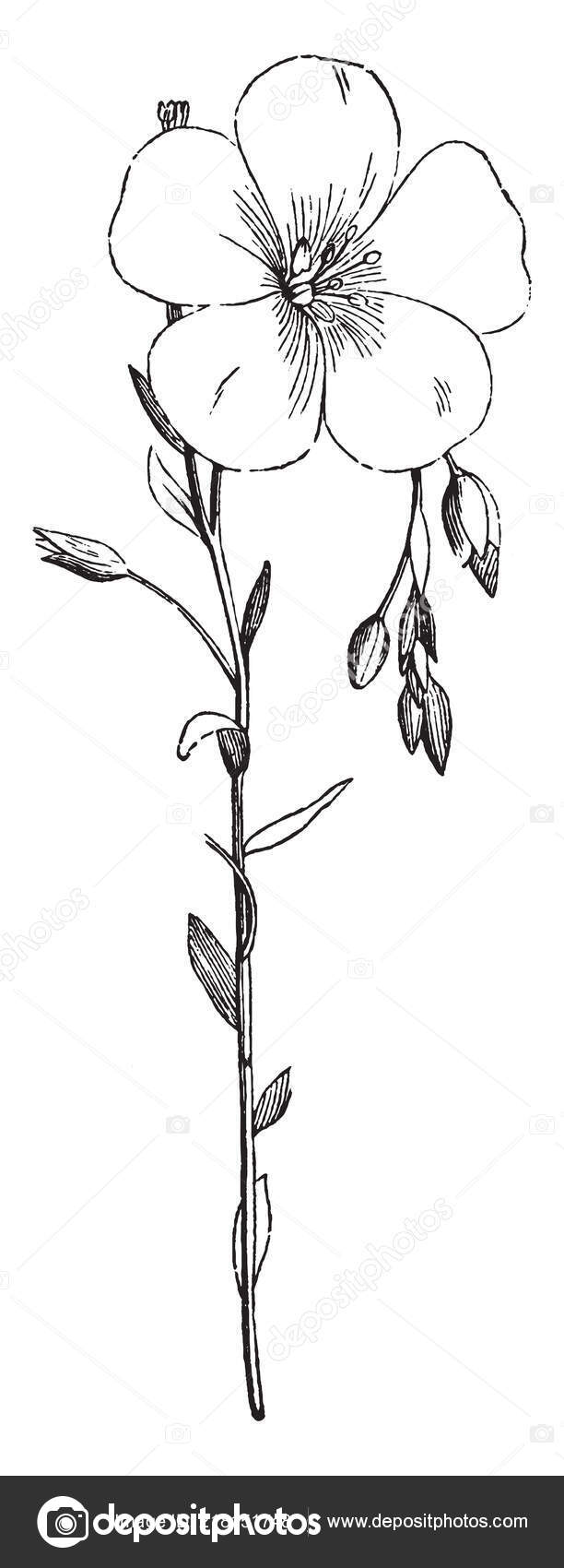 Picture Showing Branch Flower Common Flax Also Called Linum ...