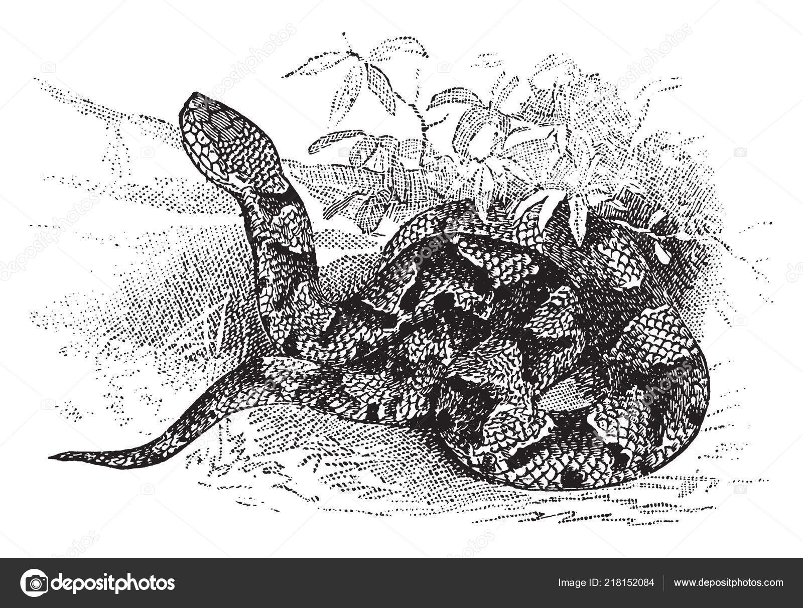 Copperhead Snake Rather Small Size Usualy Two Feet Dull Pale Stock ...