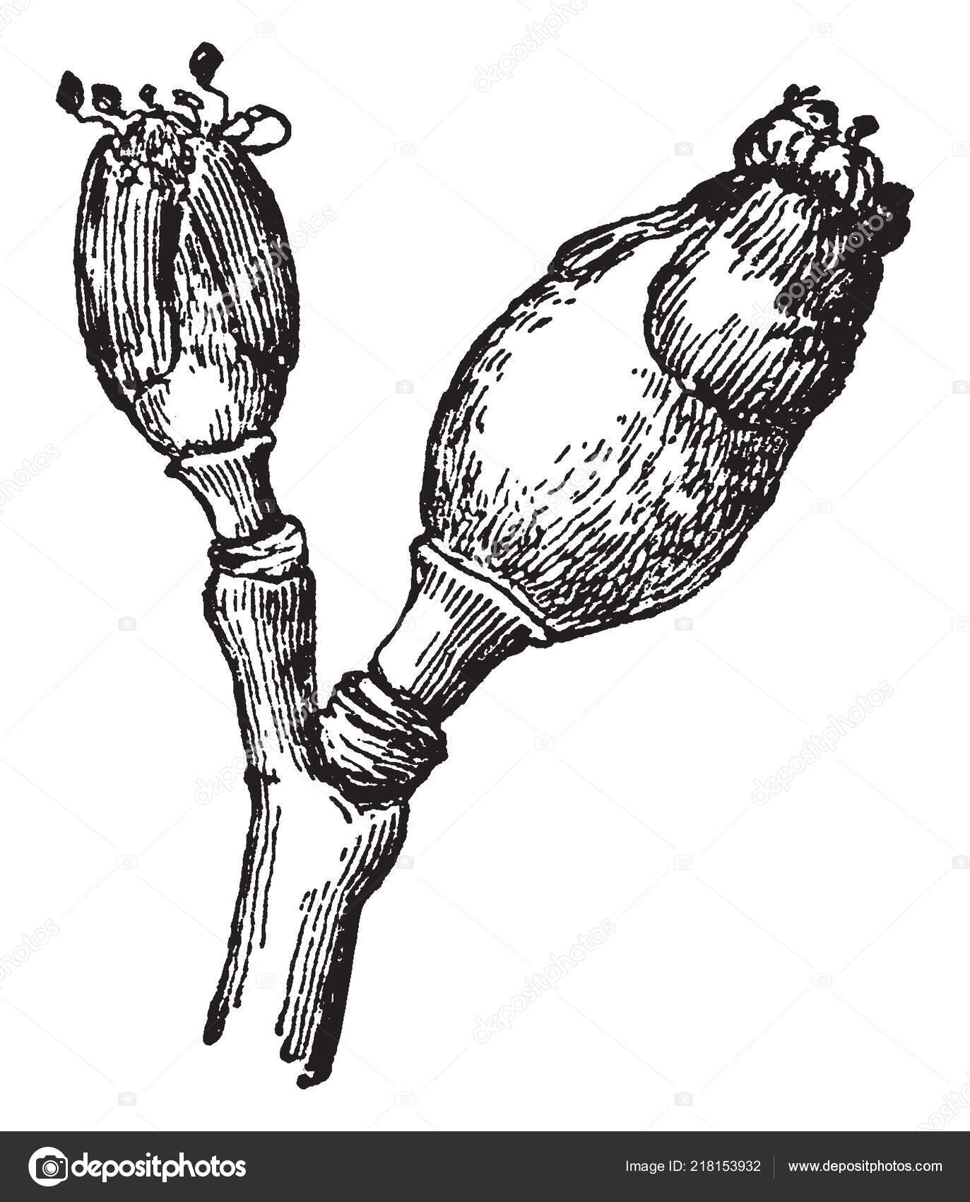 Frame Walnut Tree Coming New Walnut Vintage Line Drawing Engraving ...