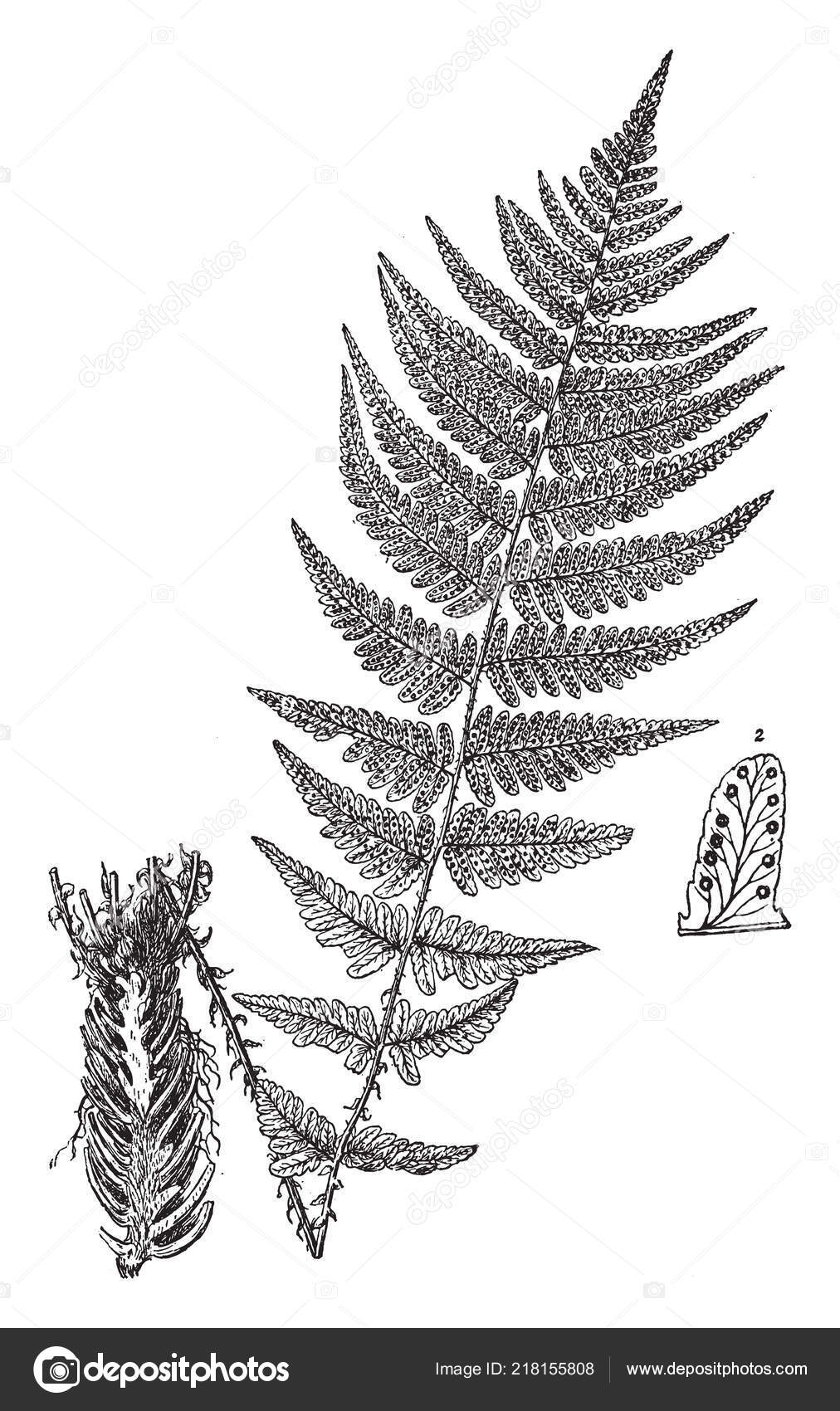 Fern Hybrid Vascular Roots Looks Neem Tree Leaves Neem Tree Stock ...